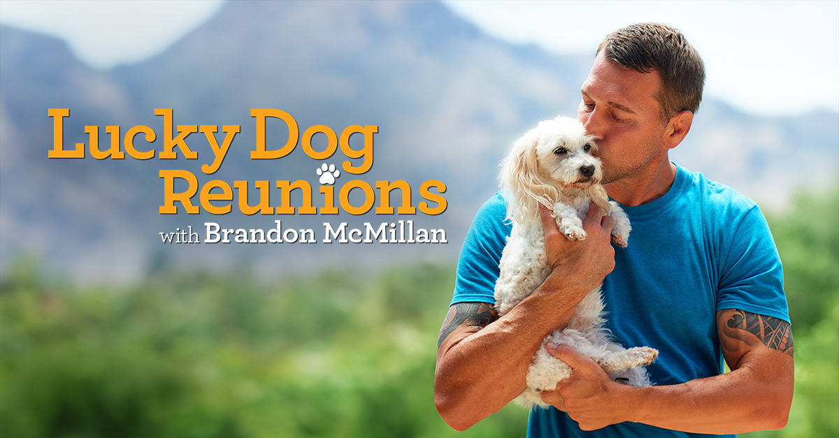 Lucky Dog: Reunions